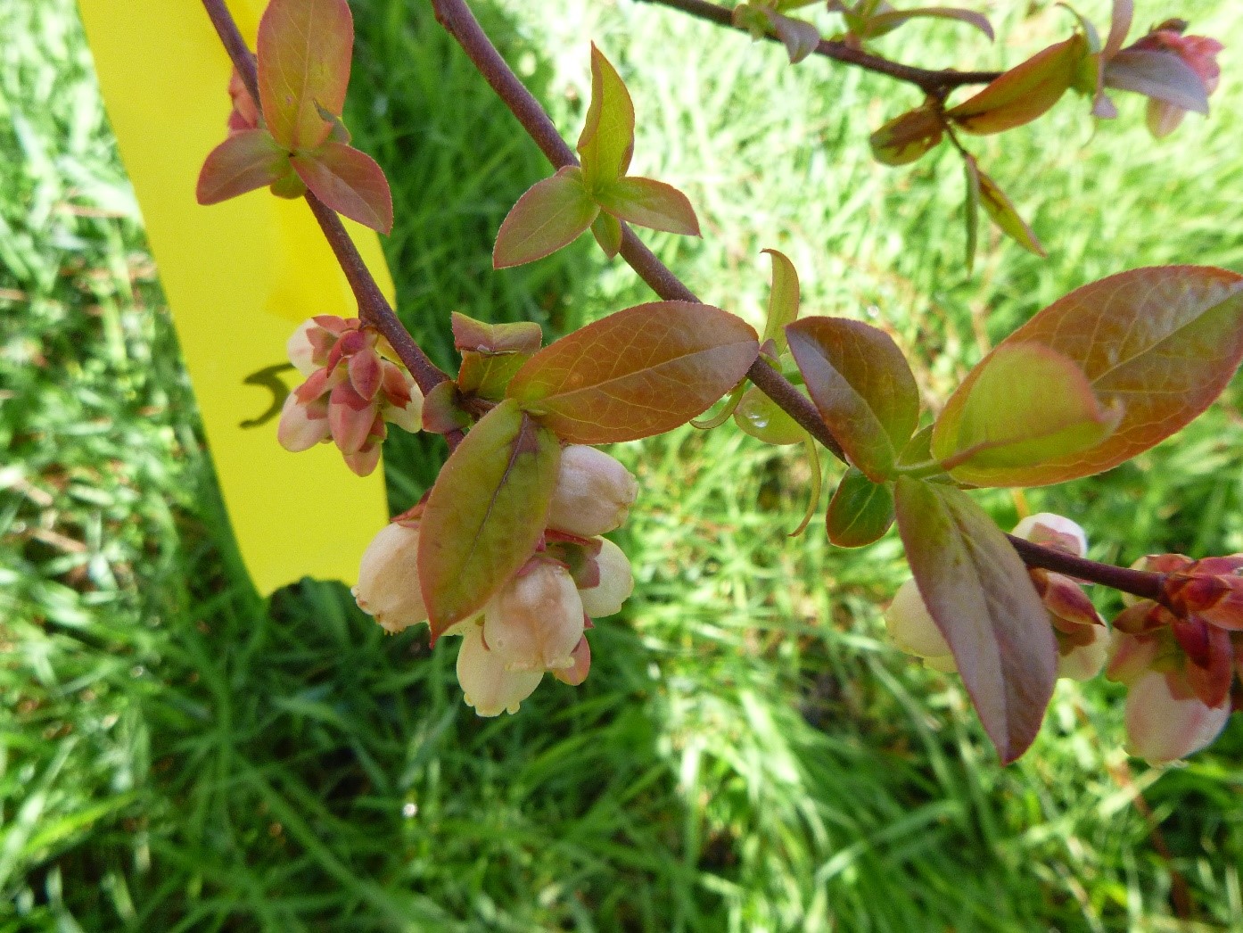 [Archived]: The Second Phase in the Battle Against Mummy Berry of ...