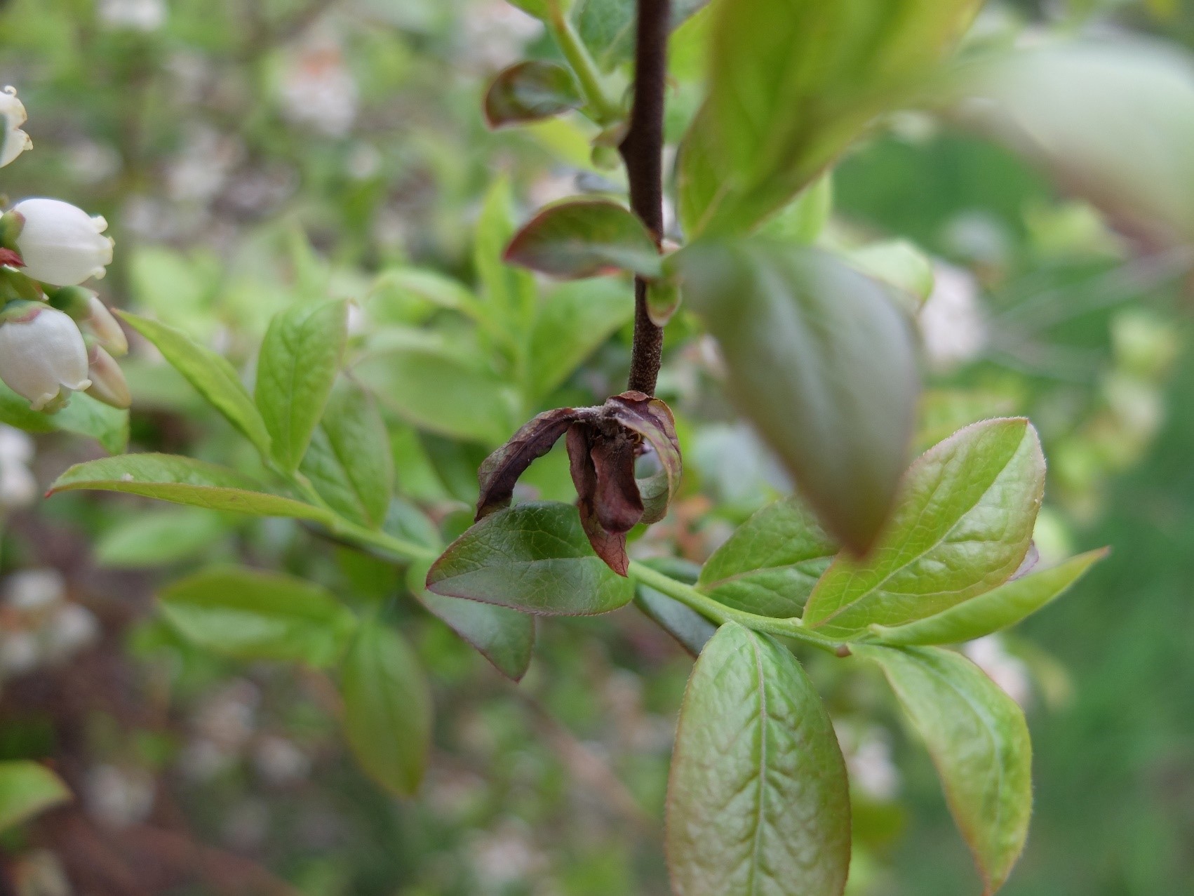 [Archived]: The Second Phase in the Battle Against Mummy Berry of ...