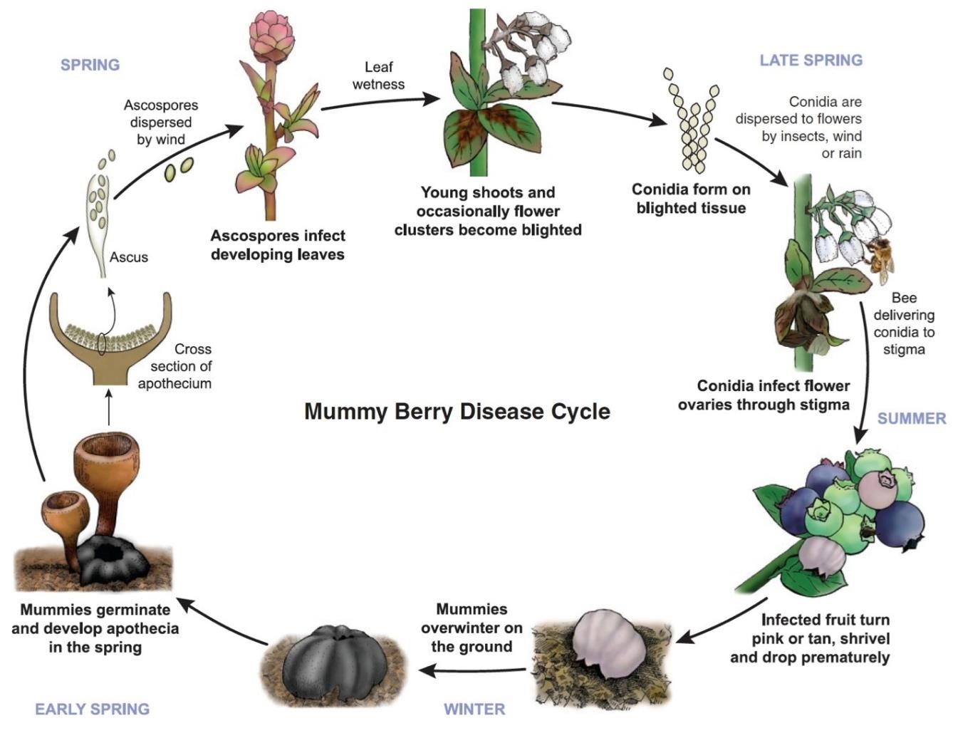 [Archived]: The Second Phase in the Battle Against Mummy Berry of ...