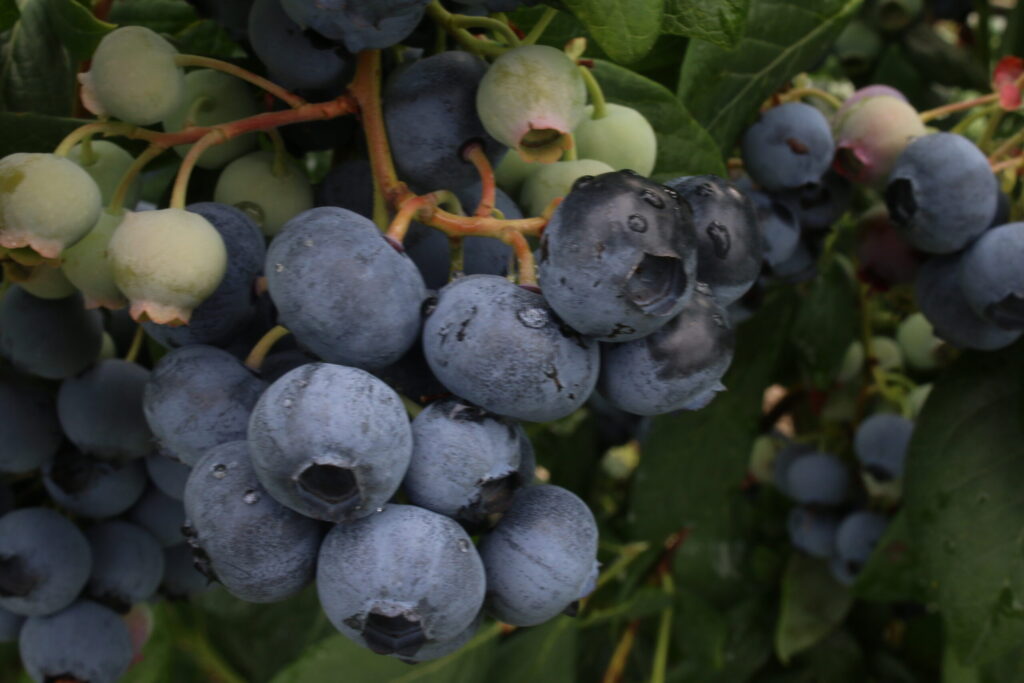 Field Day – BerrySmart Fields: Exploring New Tech for Blueberries ...