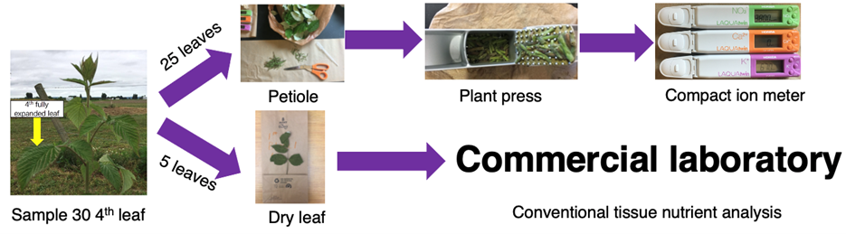 Assessing sap analysis as a potential tool for evaluating raspberry ...