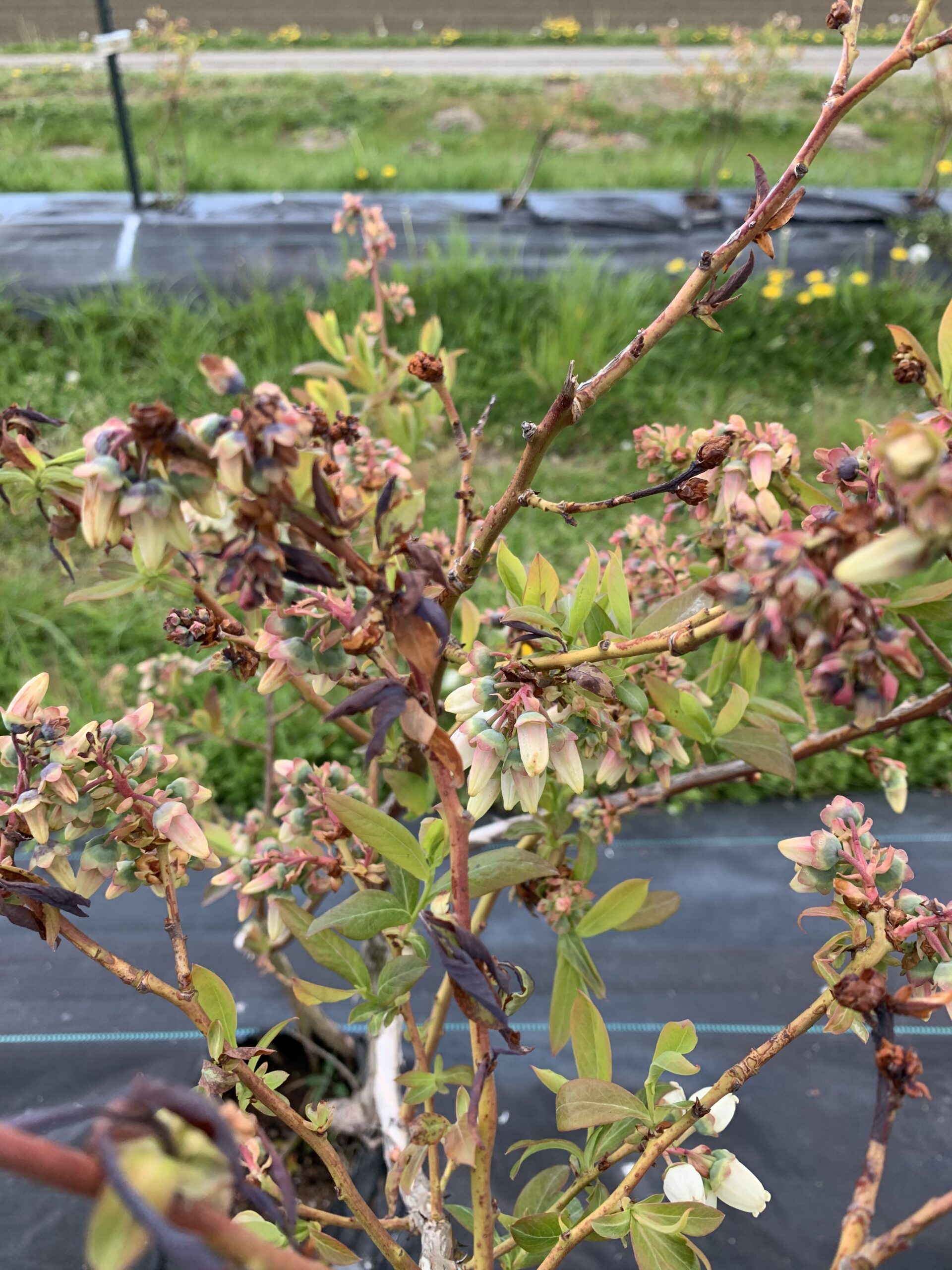 Aerial imaging to monitor blueberry shock disease | Whatcom Ag Monthly ...