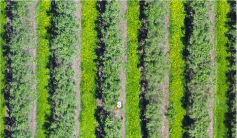 Aerial imaging to monitor blueberry shock disease | Whatcom Ag Monthly ...