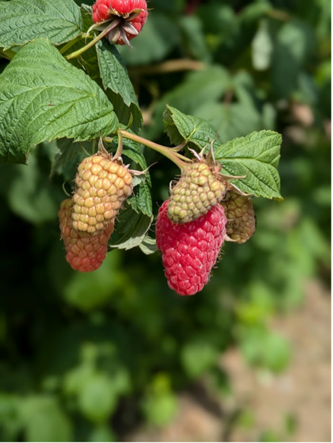 Exploring the linkages between calcium and fruit quality in red ...