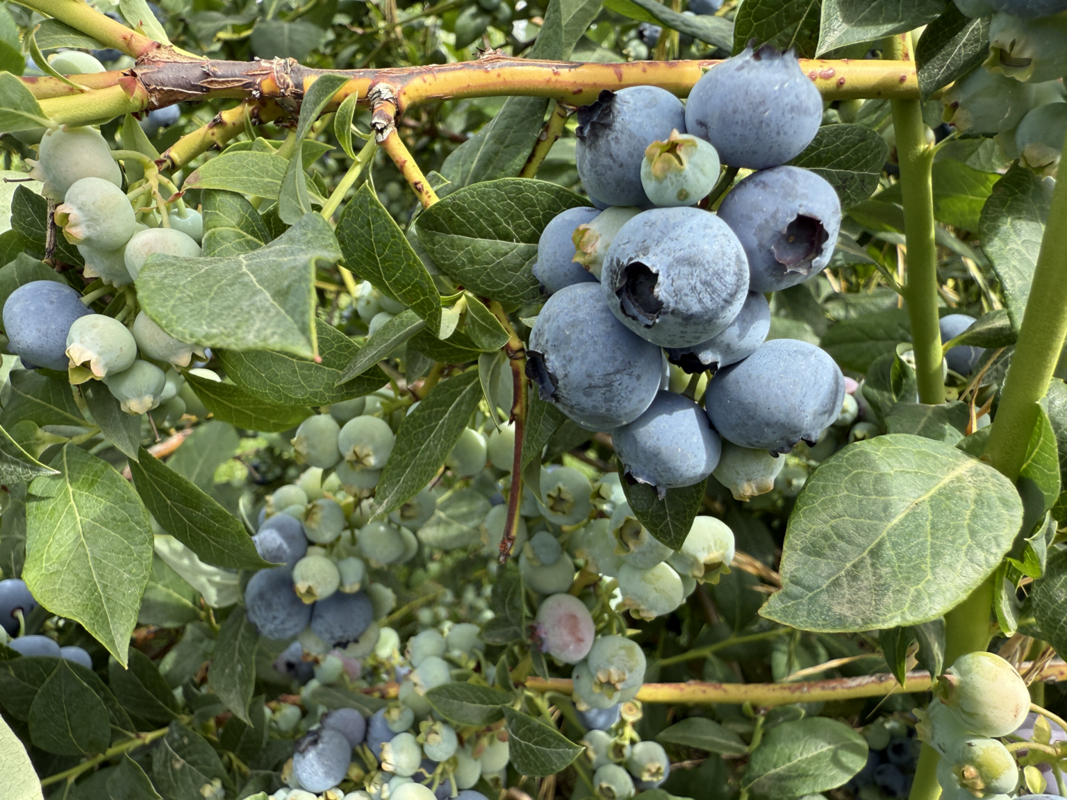 Berry Field Day | Whatcom Ag Monthly | Washington State University