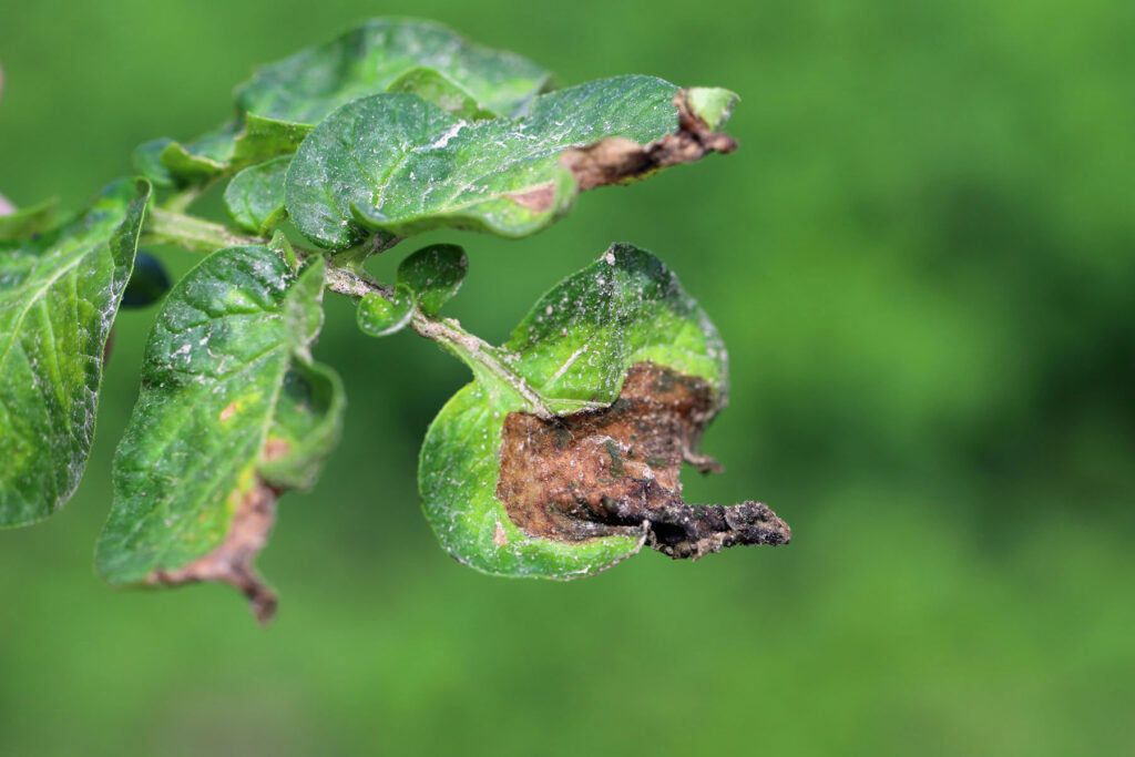 Yard & Garden | WSU Extension | Washington State University