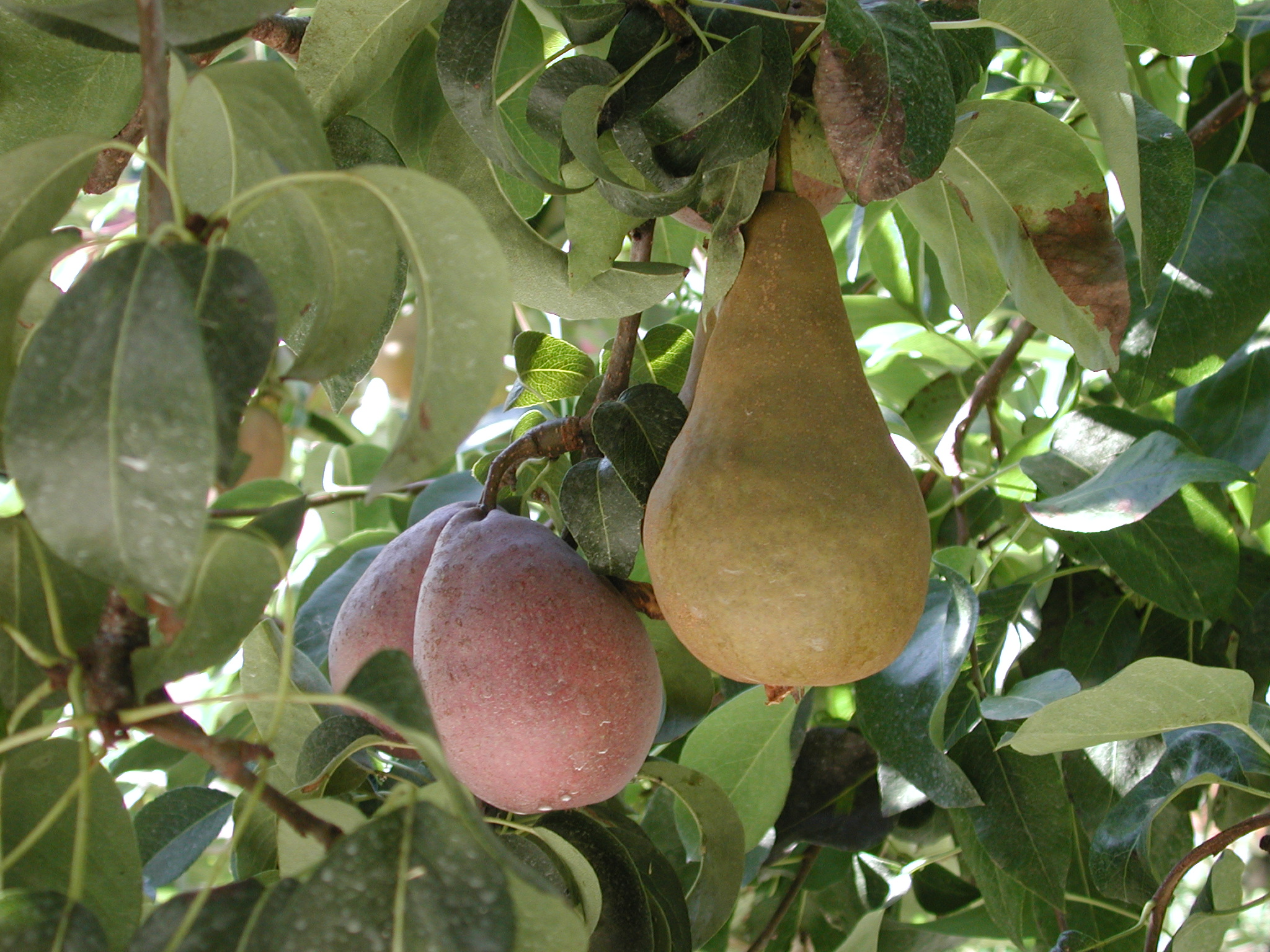 Crop Production | Yakima County | Washington State University