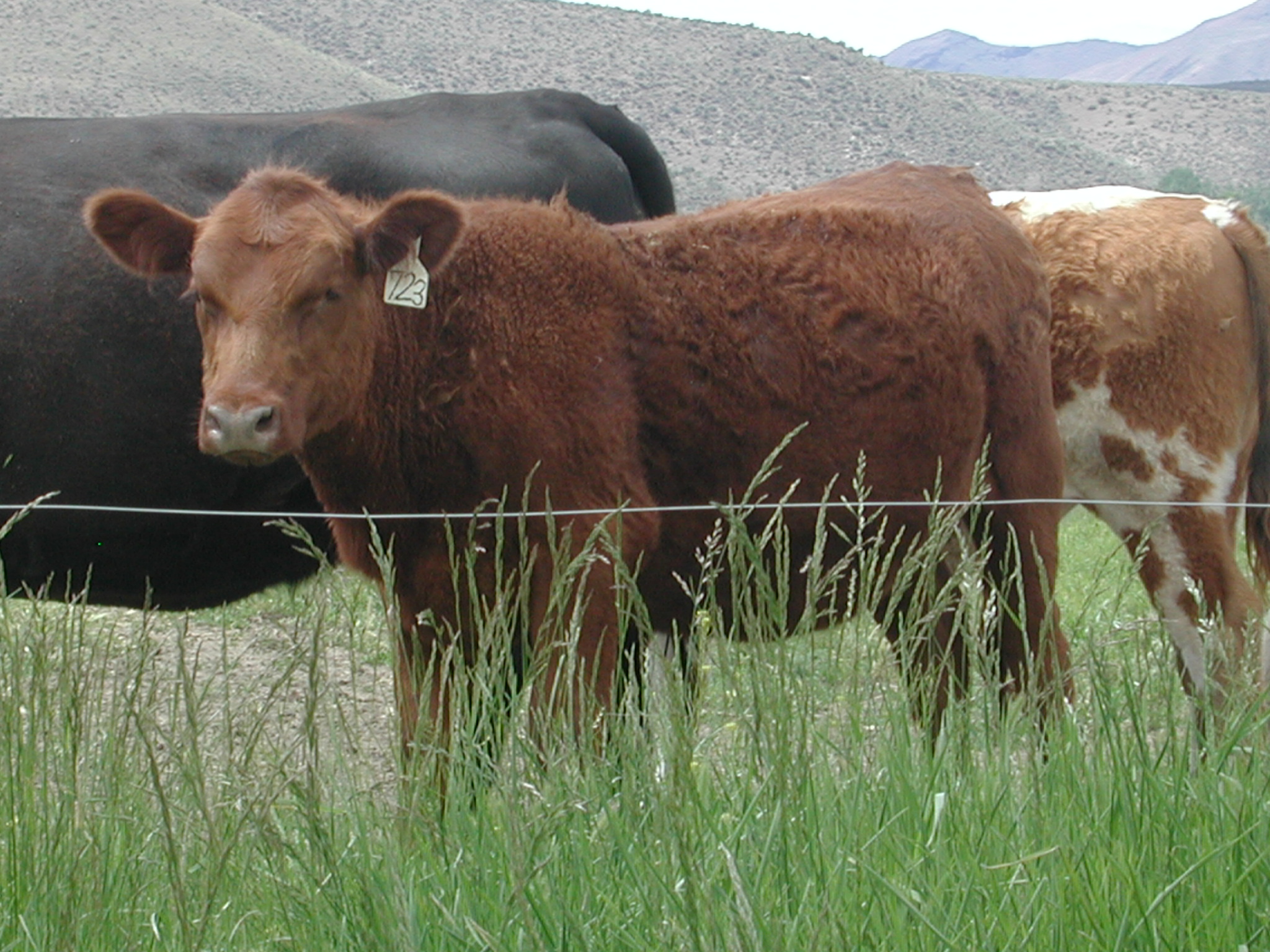 Irrigated Pastures and Grazed Forages | Yakima County | Washington ...