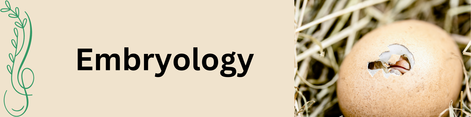 4-H Embryology Project | Yakima County | Washington State University