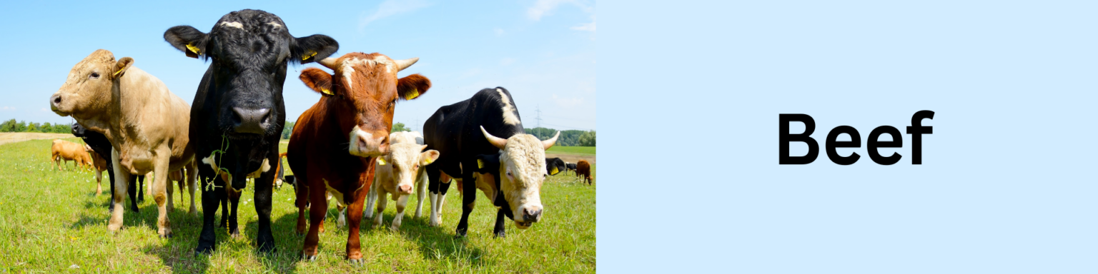 4-H Beef Project | Yakima County | Washington State University