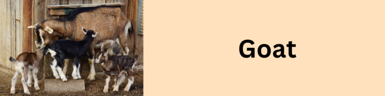 4-H Goat Project | Yakima County | Washington State University