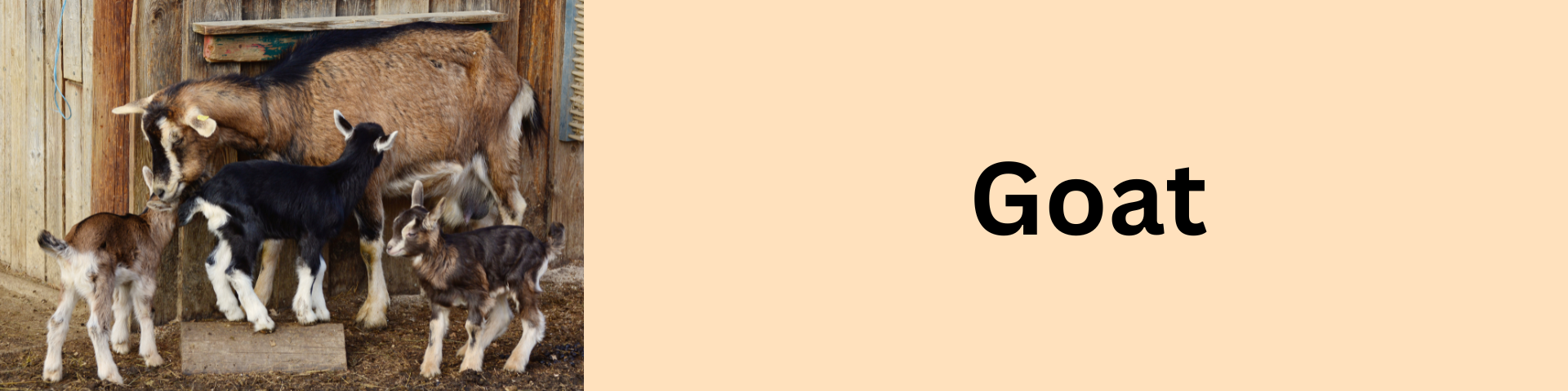 4-H Goat Project | Yakima County | Washington State University