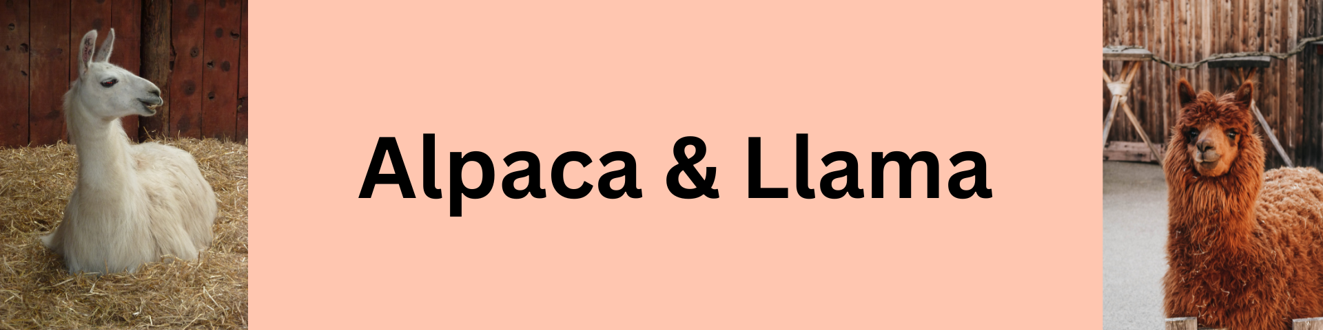 4-H Alpaca and Llama Project | Yakima County | Washington State University