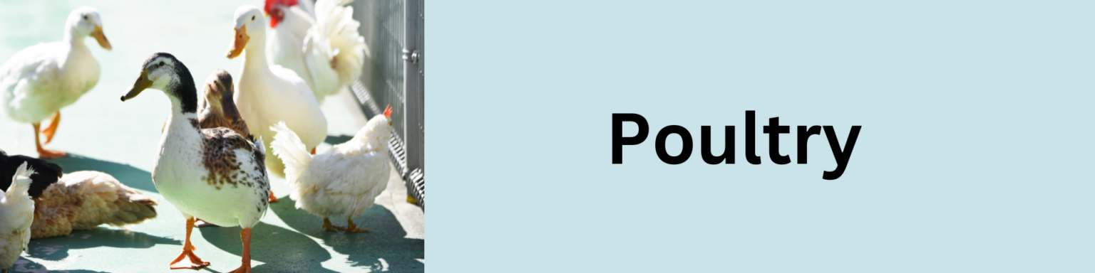 4-H Poultry Project | Yakima County | Washington State University