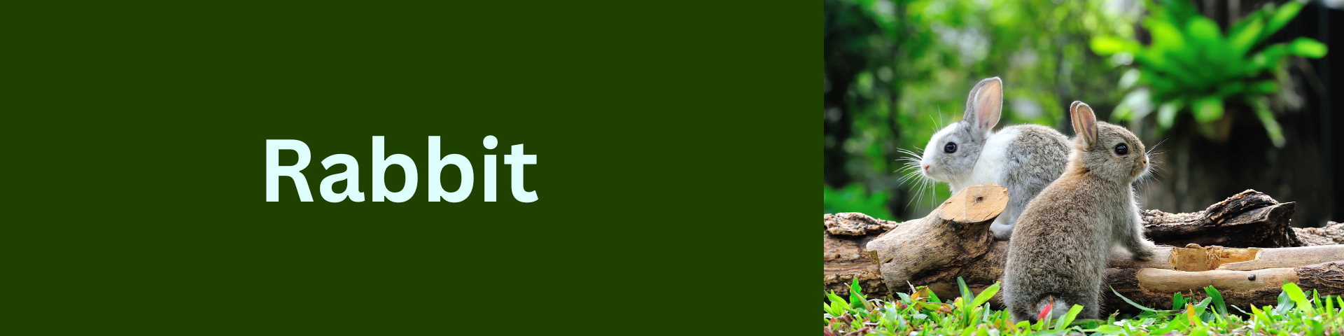 4-H Rabbit Project | Yakima County | Washington State University