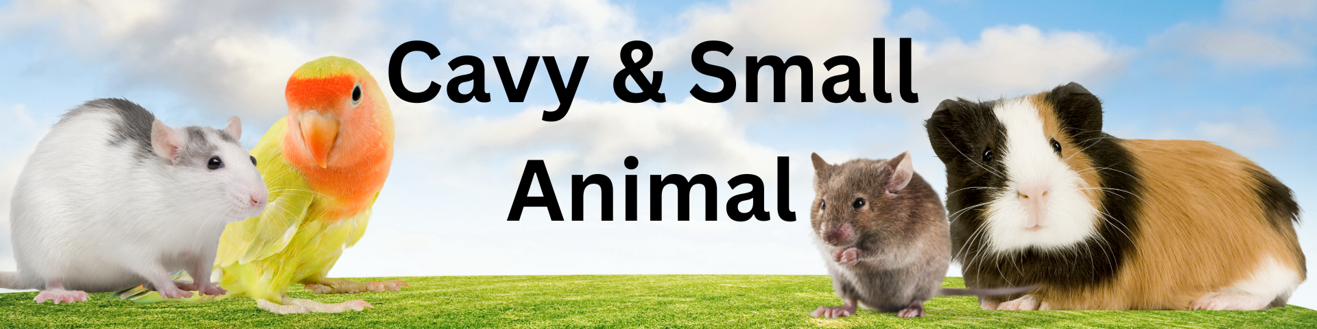 4-H Cavy and Small Animal Project | Yakima County | Washington State ...