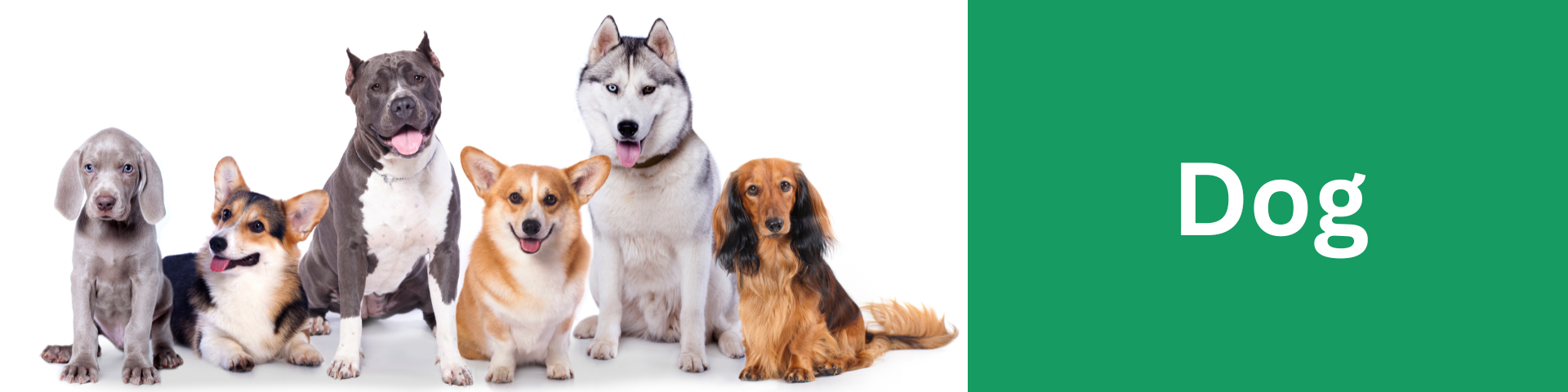 4-H Dog Project | Yakima County | Washington State University