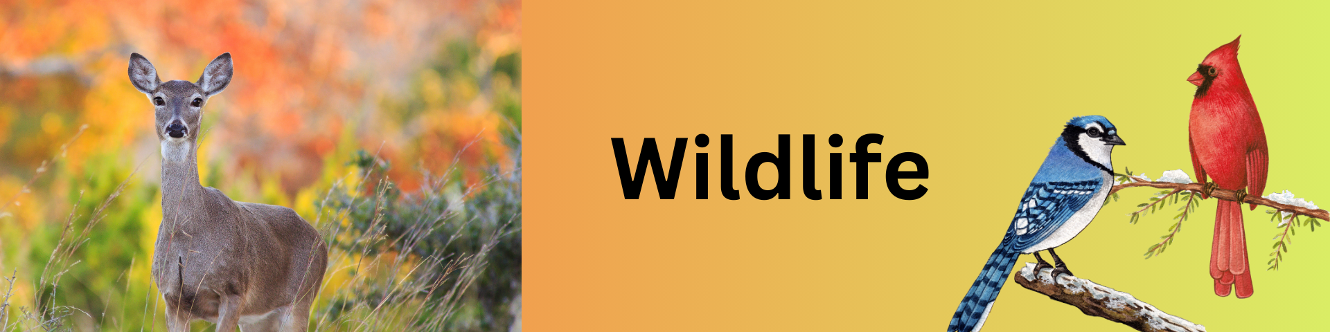 4-H Wildlife Project | Yakima County | Washington State University