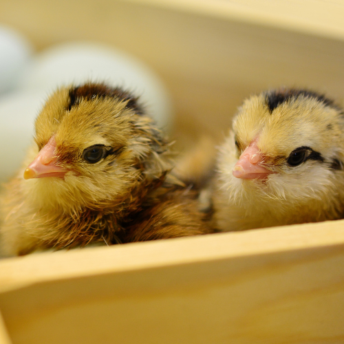 4-H Embryology Project | Yakima County | Washington State University