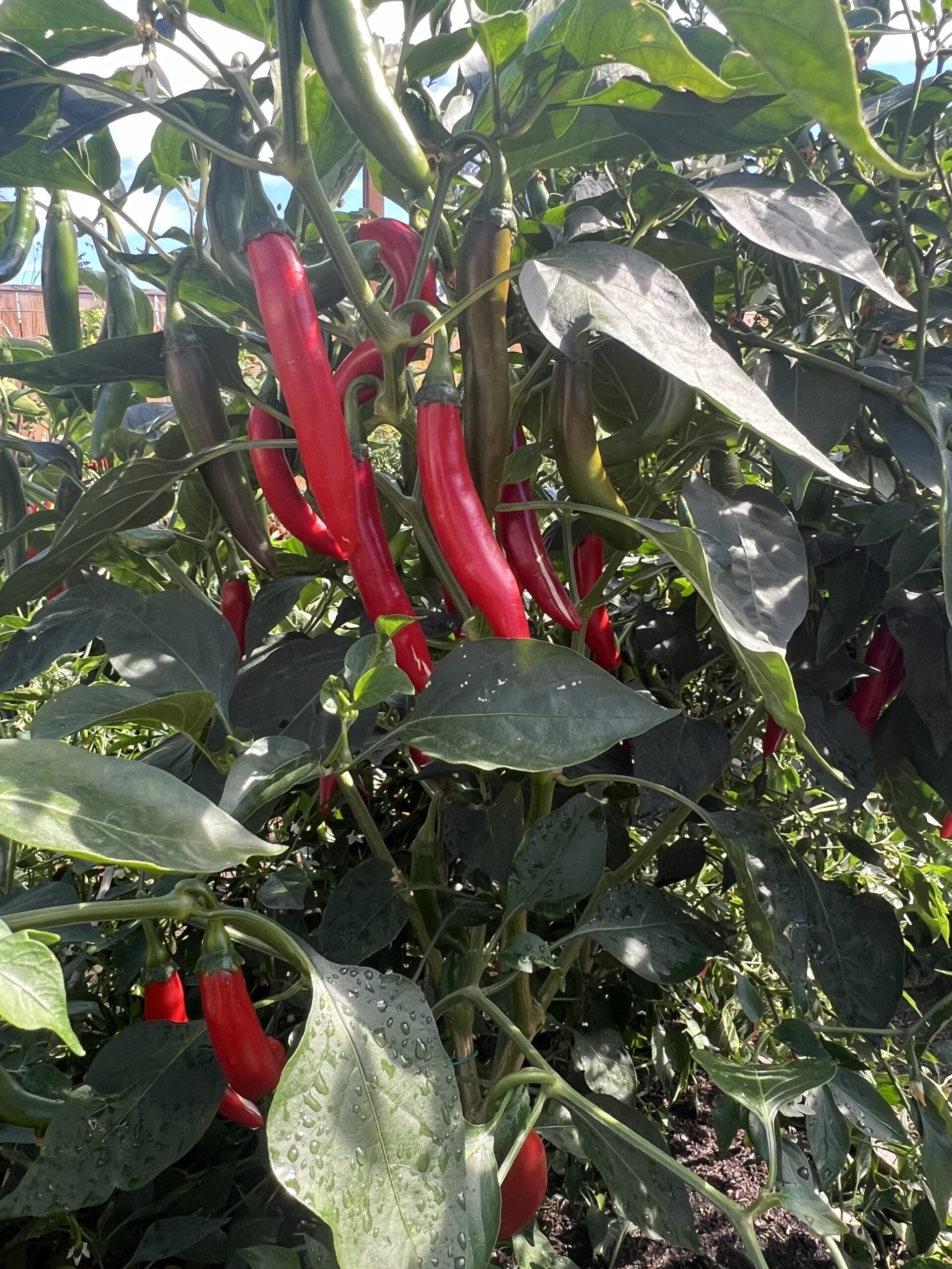 The Incredible Chili Pepper | Yakima County | Washington State University