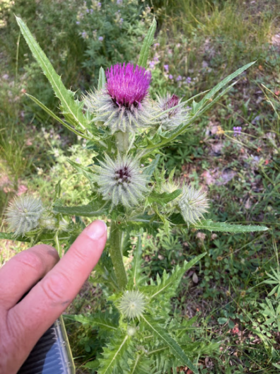 Invasive Thistles | Yakima County | Washington State University