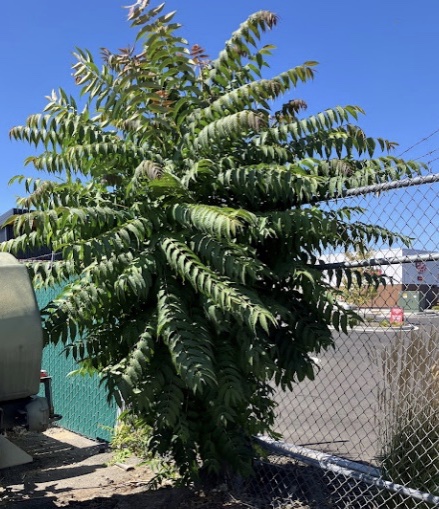 Tree of Heaven: Noxious and Invasive | Yakima County | Washington State ...