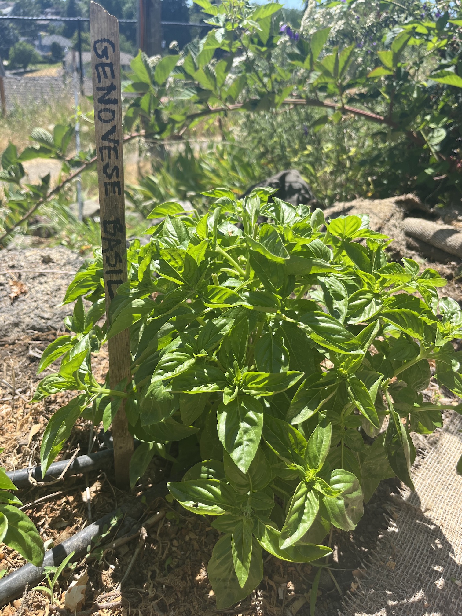 Basil | Yakima County | Washington State University
