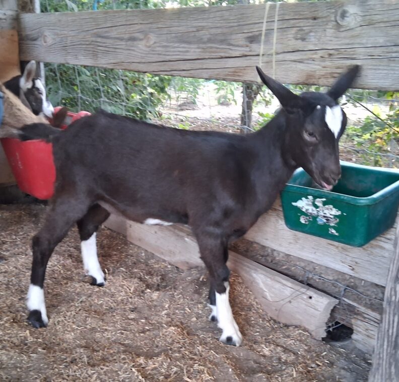 4-H Focus – August 2025 | Yakima County | Washington State University