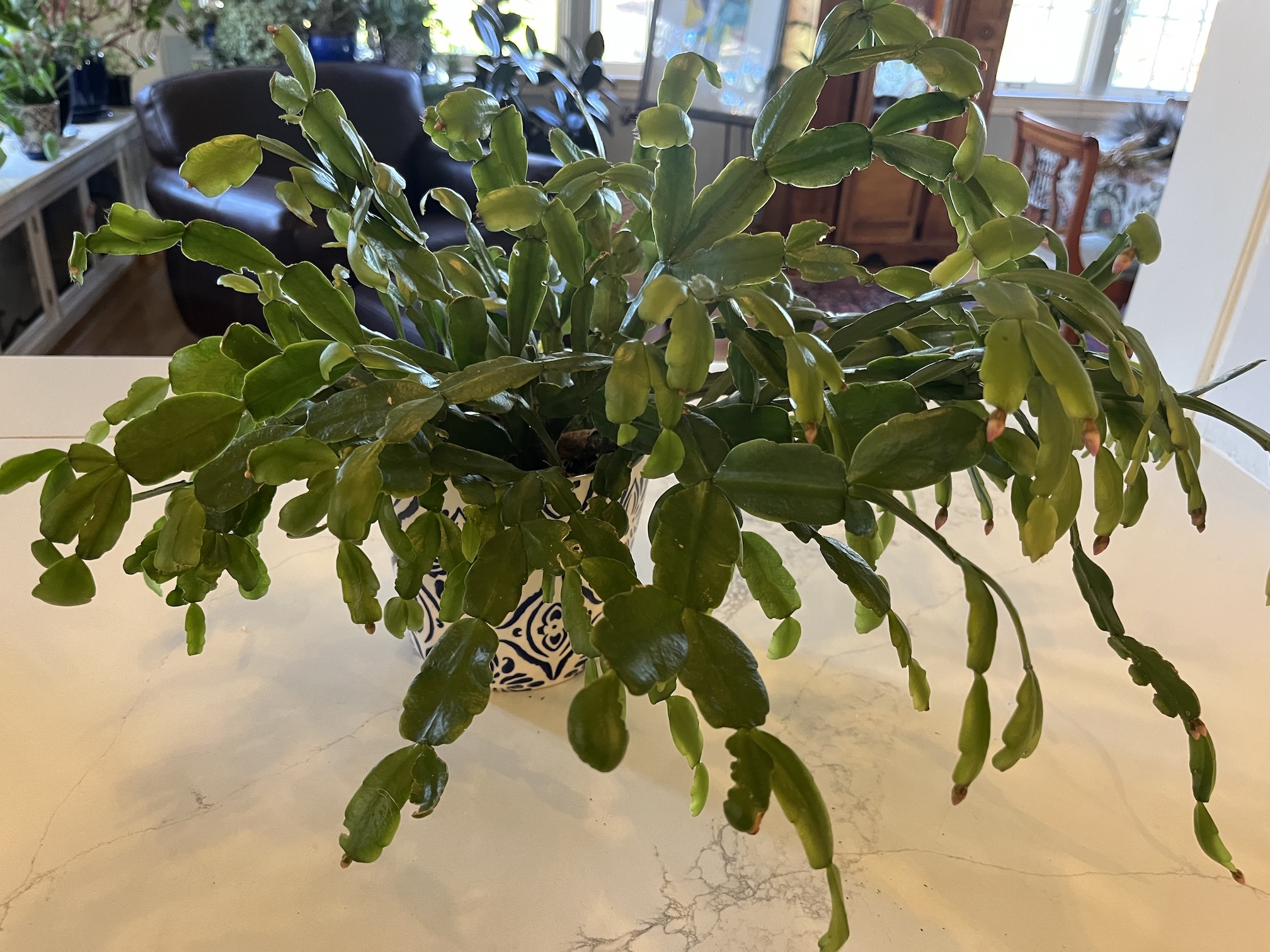 Christmas Cactus | Yakima County | Washington State University