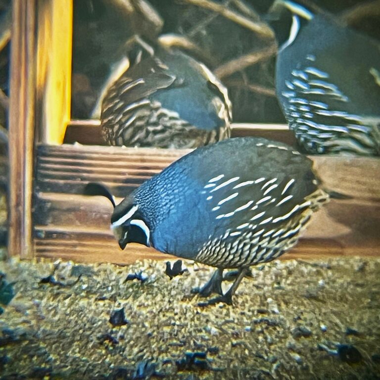 Quail: Part of a Healthy Garden | Yakima County | Washington State ...