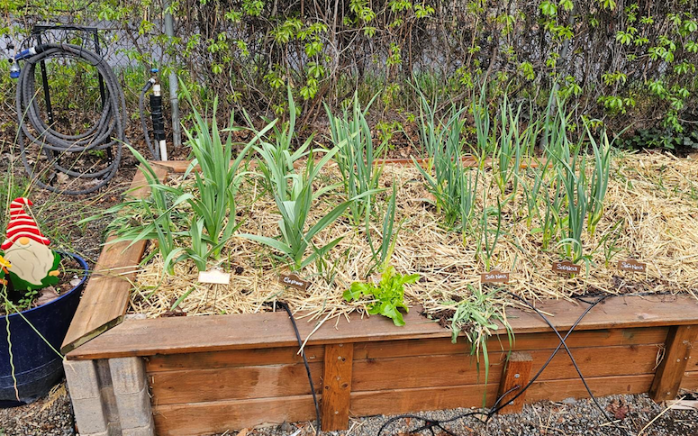 The Fun of Taking a Chance in Your Garden | Yakima County | Washington ...