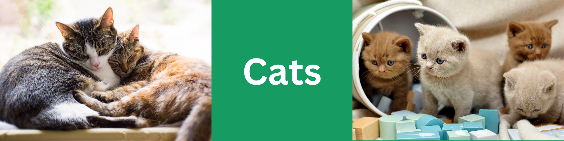4-H Cat Project | Kittitas County | Washington State University
