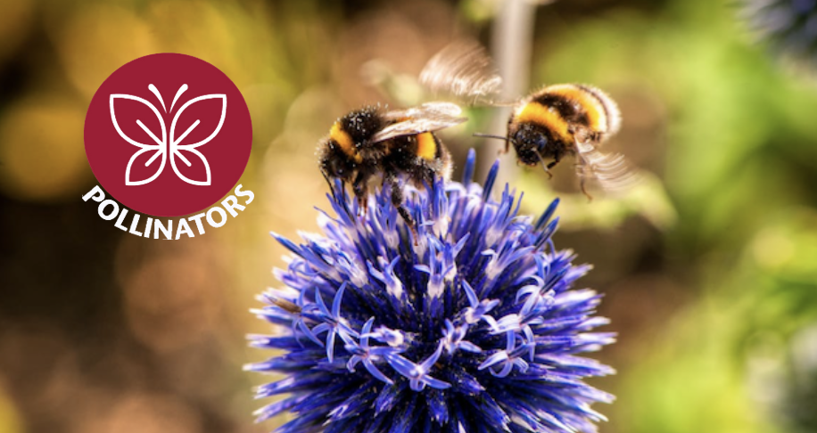 Speakers Bureau | Pierce County | Washington State University