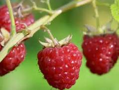 raspberry | Spokane County | Washington State University