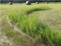hay growers | Spokane County | Washington State University