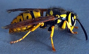 yellow jacket | Spokane County | Washington State University
