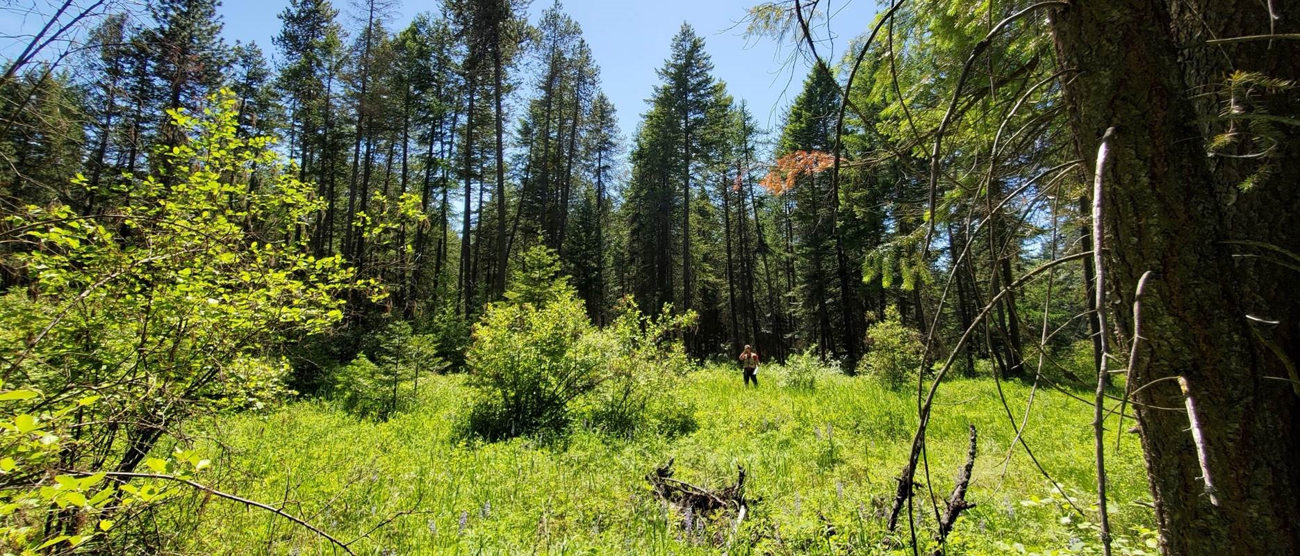 forest | Spokane County | Washington State University