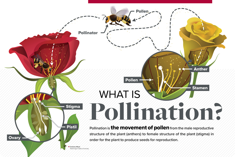 What is Pollination? | Mount Vernon NWREC | Washington State University