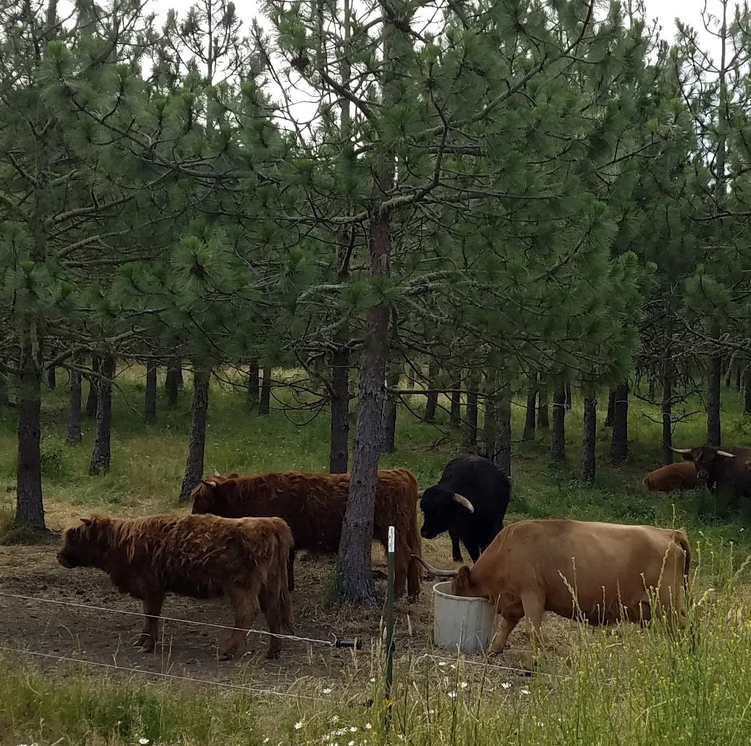 Silvopasture | Working Riparian Lands Program | Washington State University