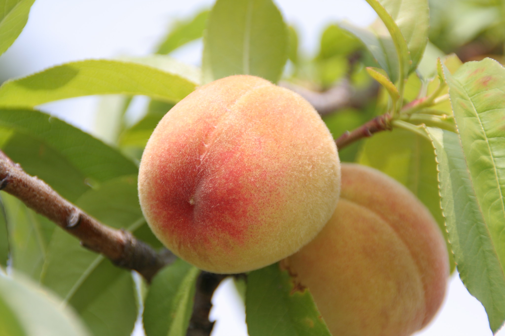 Peaches, peaches everywhere! | Kitsap County | Washington State University
