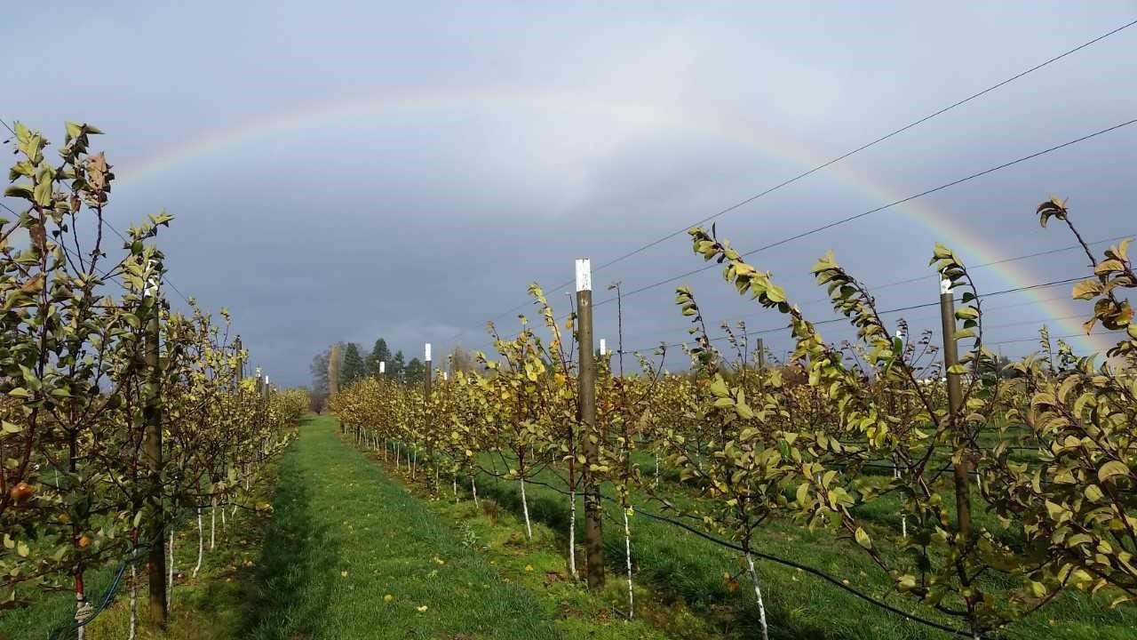 Orchard Establishment and Management | WSU Cider | Washington State ...