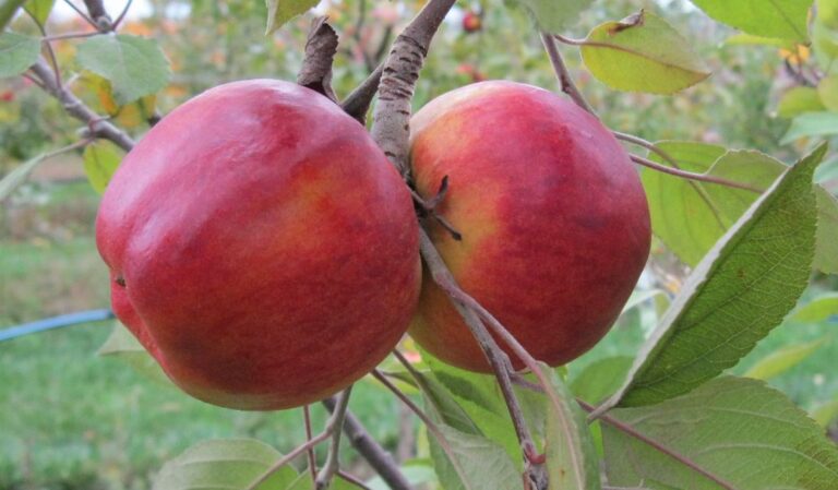 Cultivar Performance Database | WSU Cider | Washington State University