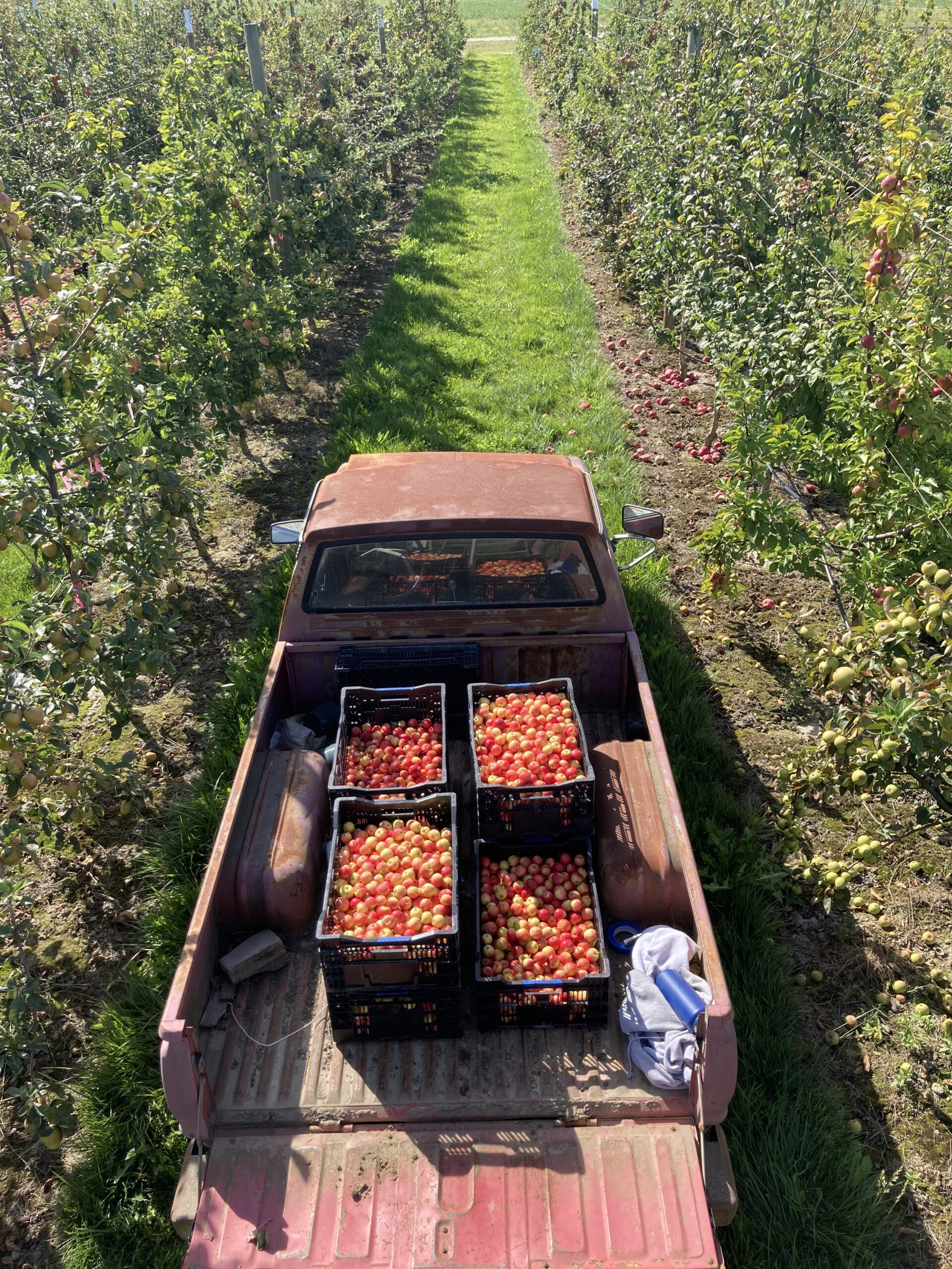 WSU Cider | Washington State University