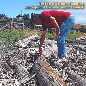 creosote-log | San Juan County WSU Extension | Washington State University
