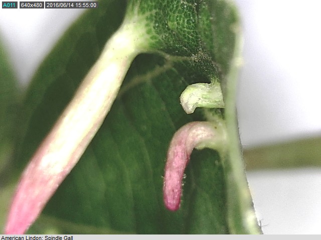 Spindle Gall | Stevens County | Washington State University