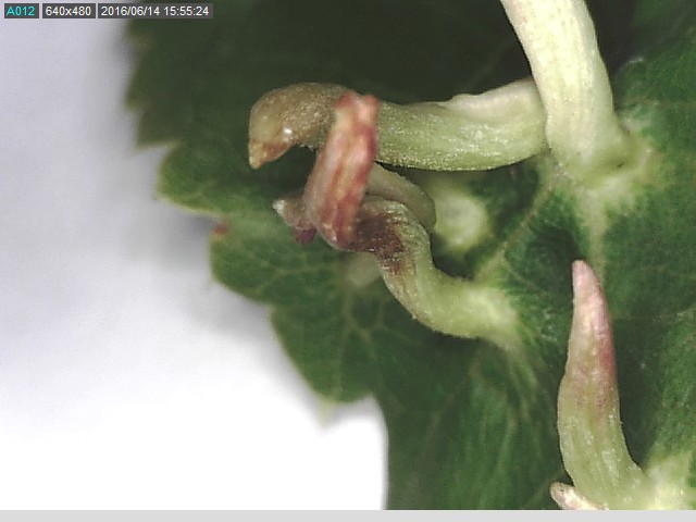 Spindle Gall | Stevens County | Washington State University