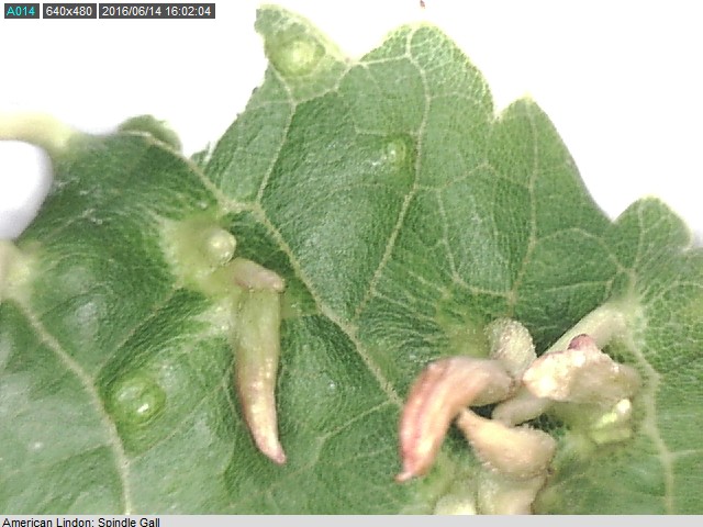 Spindle Gall | Stevens County | Washington State University