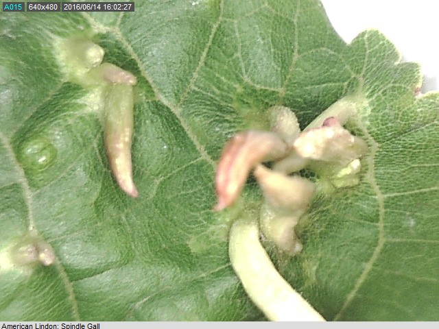 Spindle Gall | Stevens County | Washington State University