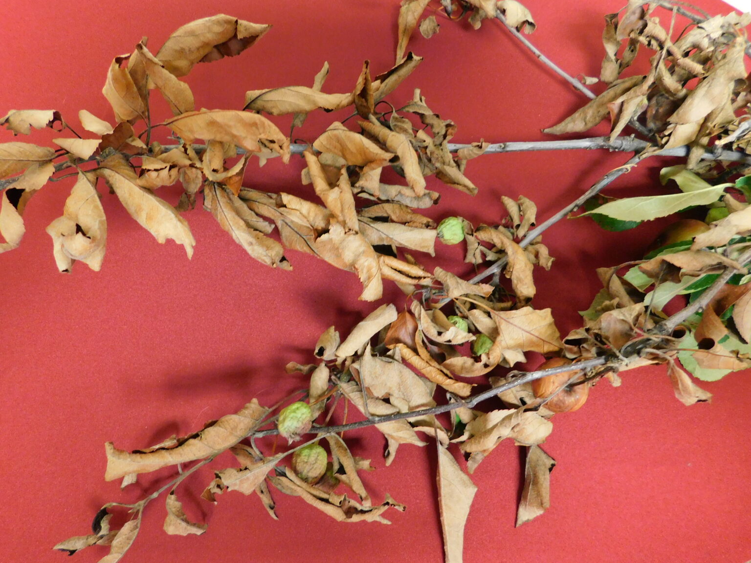Fire Blight | Stevens County | Washington State University
