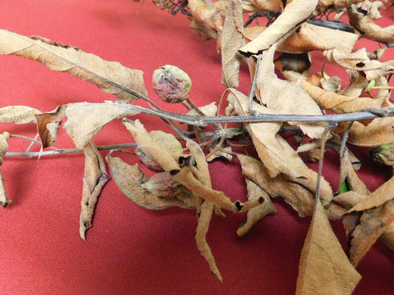Fire Blight | Stevens County | Washington State University